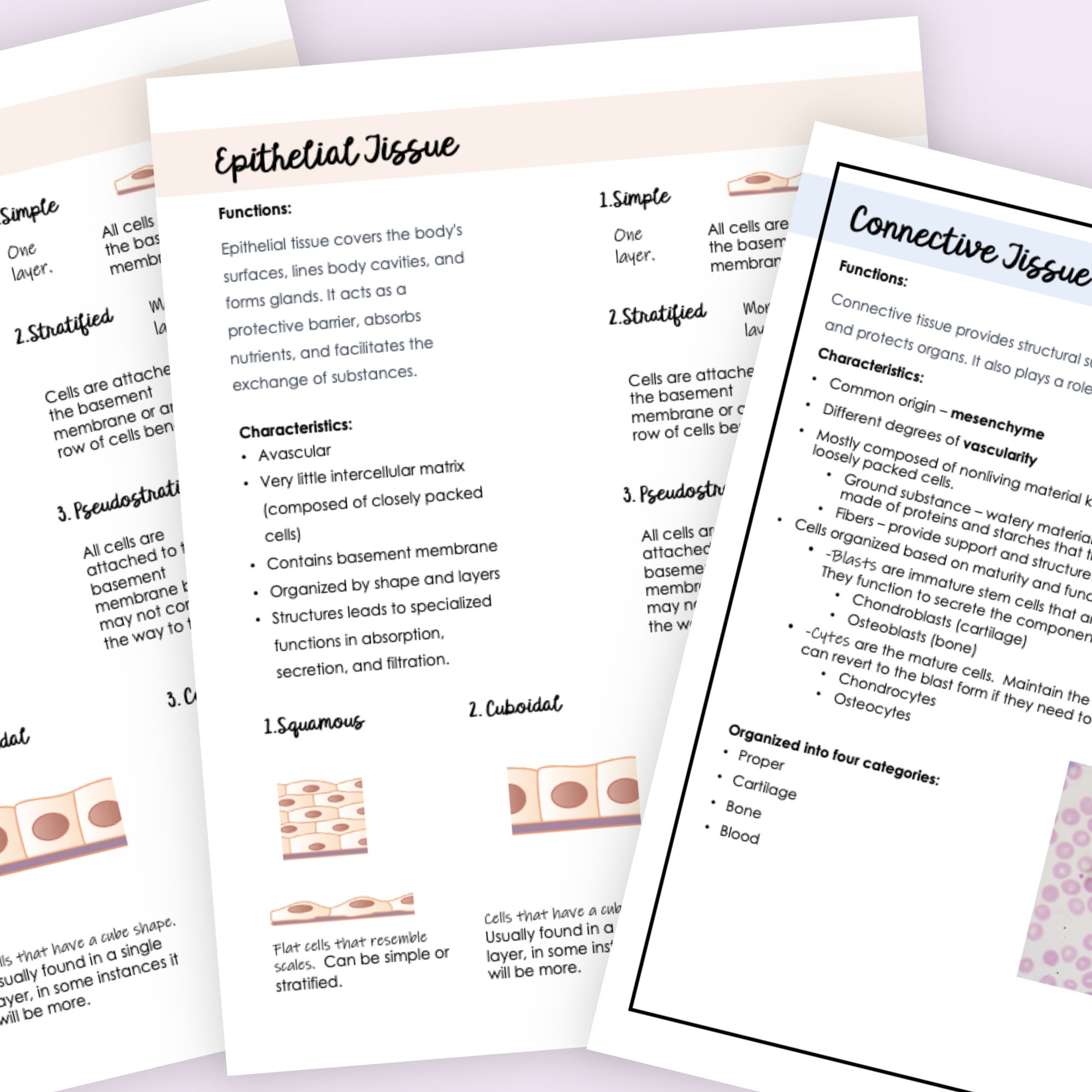 Anatomy Notes - Tissues & Anatomical Terms - Etsy