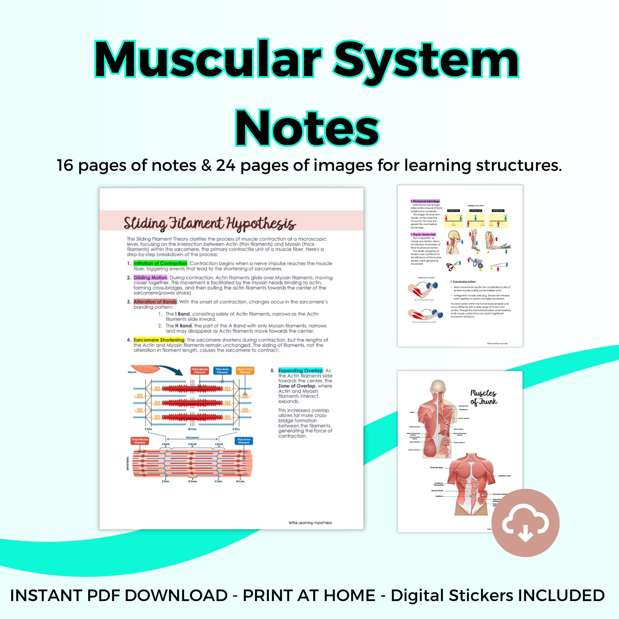 Muscular System Notes. Anatomy & Physiology Notes. - Etsy