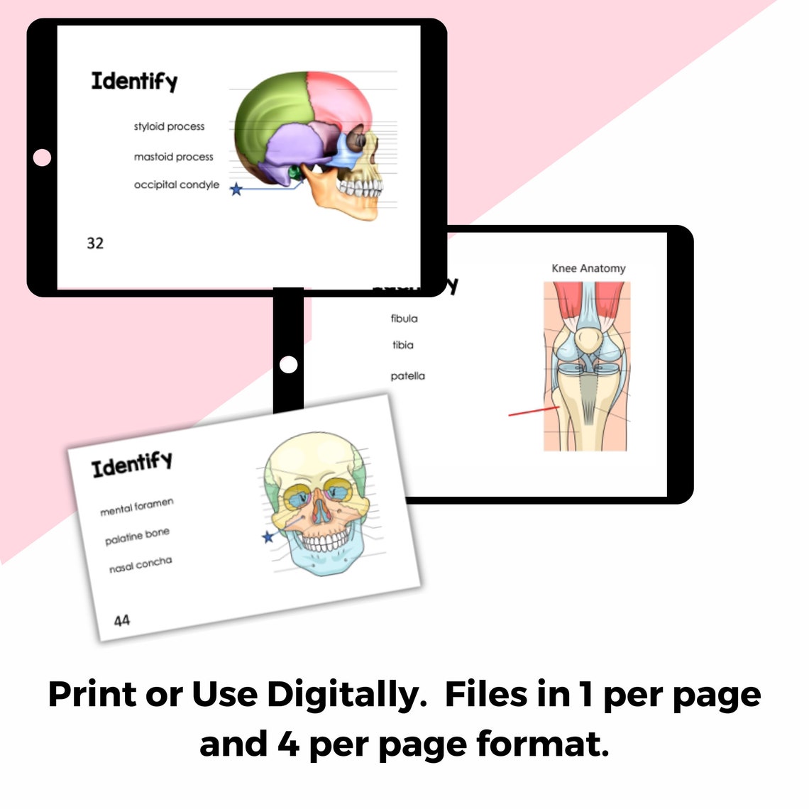 Skeletal System Flashcards. Anatomy & Physiology Study - Etsy