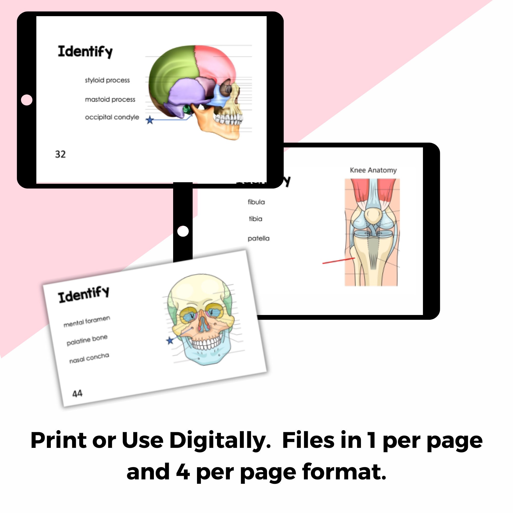 Skeletal System Flashcards. Anatomy & Physiology Study - Etsy