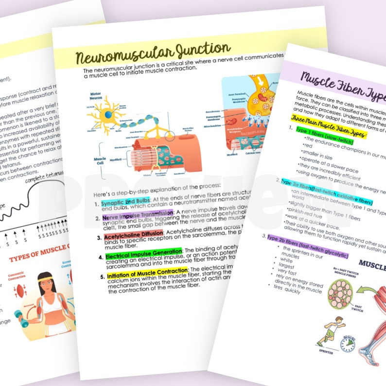 Muscular System Notes. Anatomy & Physiology Notes. - Etsy