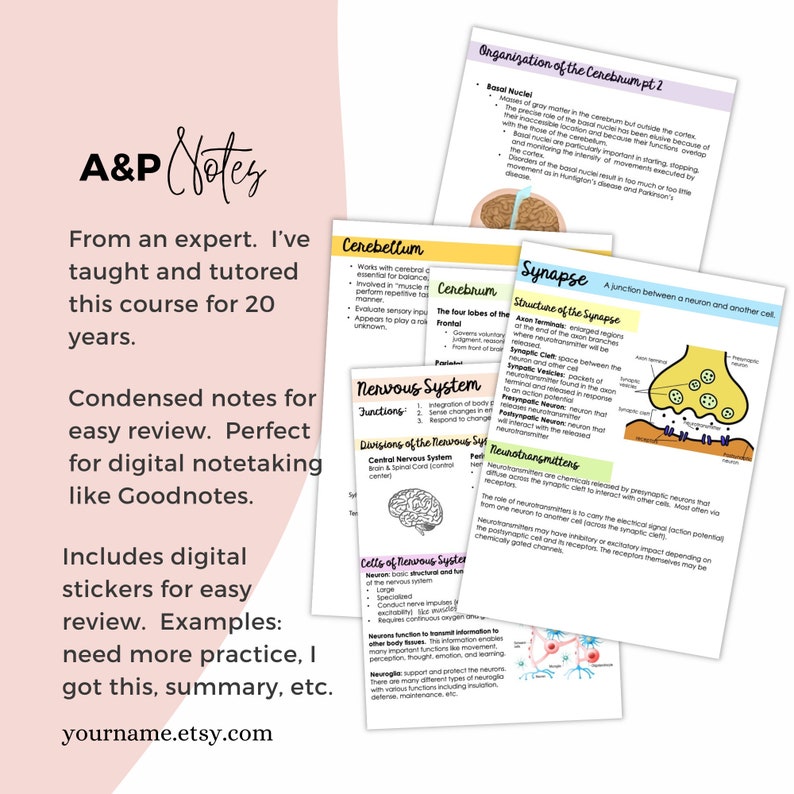 Nervous System Notes - Etsy