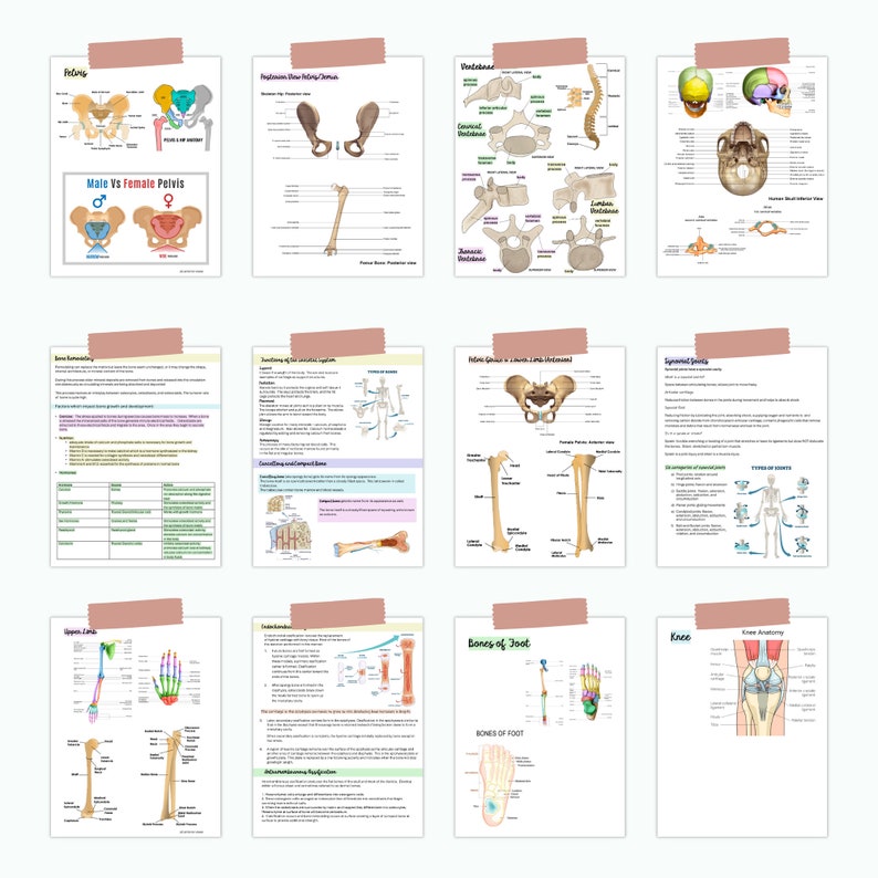 Skeletal System Anatomy and Physiology NOTES - Etsy