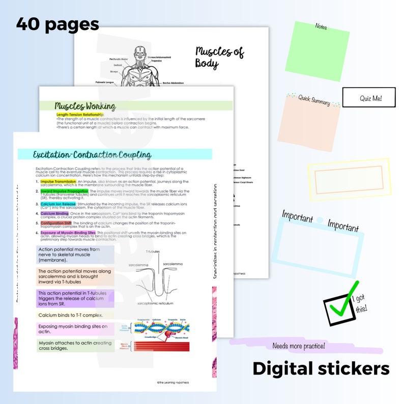 Muscular System Notes. Anatomy & Physiology Notes. - Etsy
