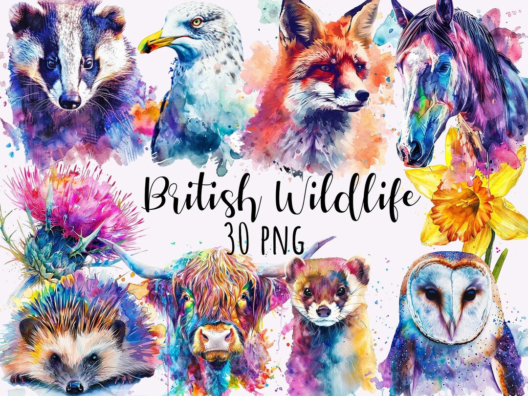 Animal Clipart Bundle 30 PNG Watercolor Fox Owl Rabbit Badger Stag ...