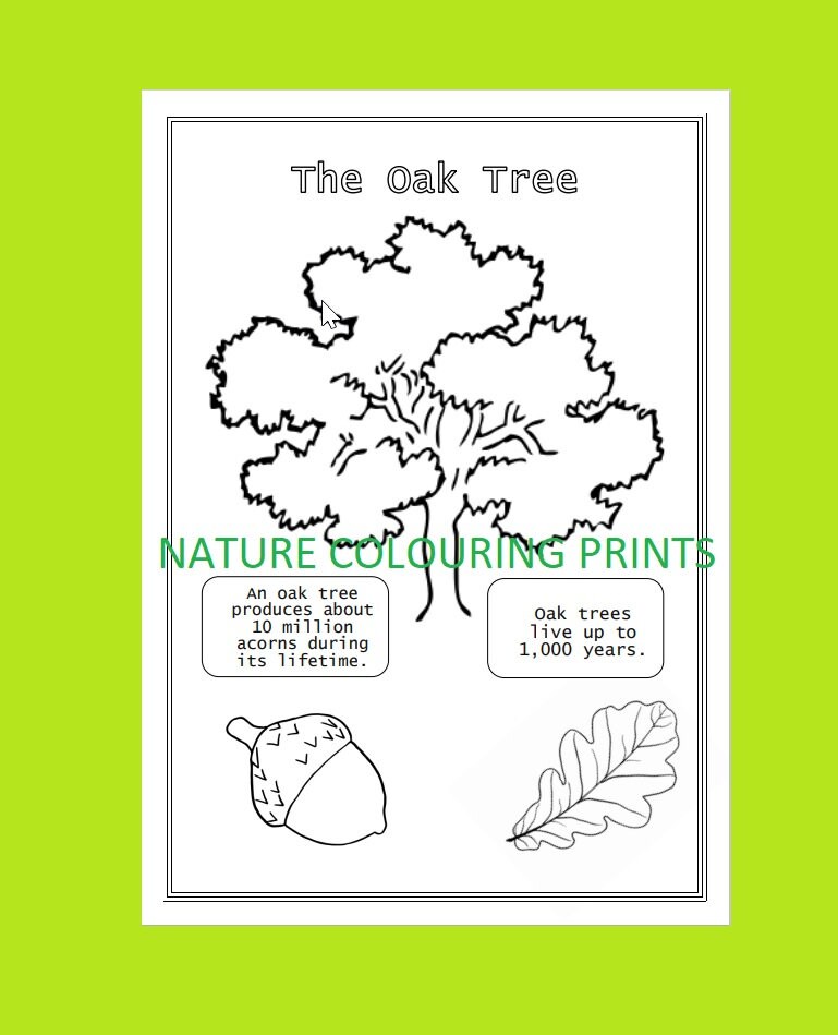 The Oak Tree Colouring Page With Facts - Etsy