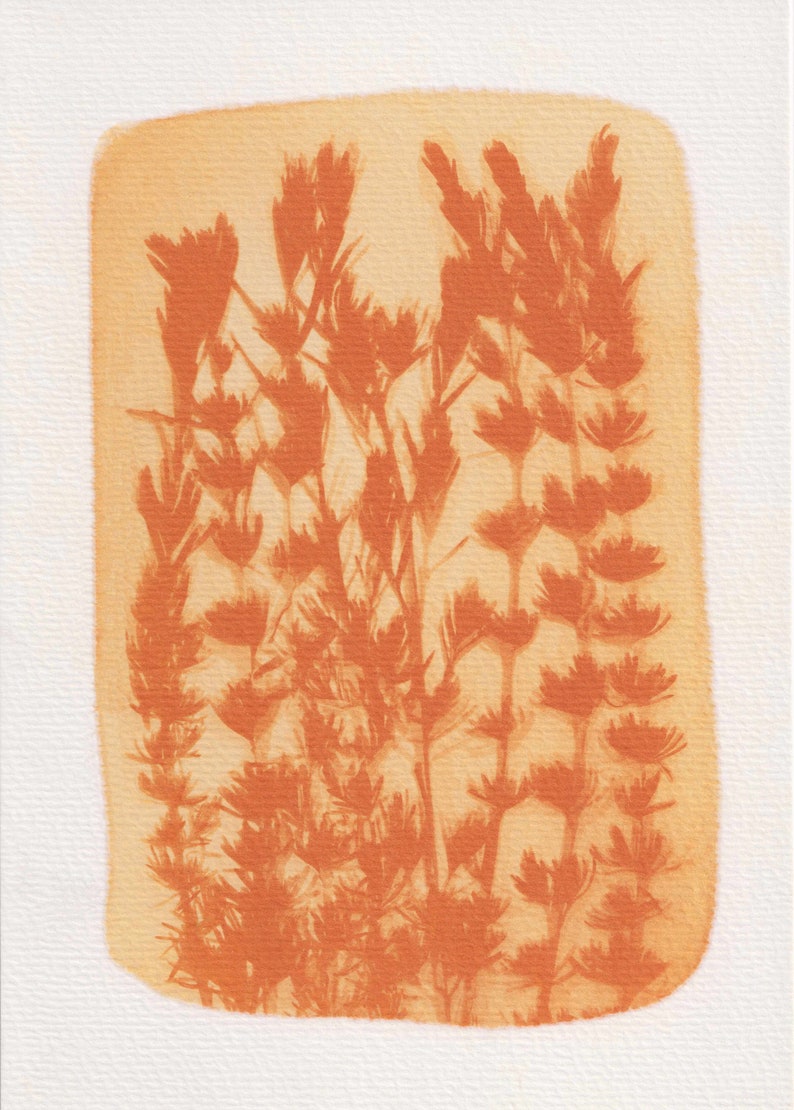 Botanical Anthotype Digital Download Art Print Original Home Decor ...