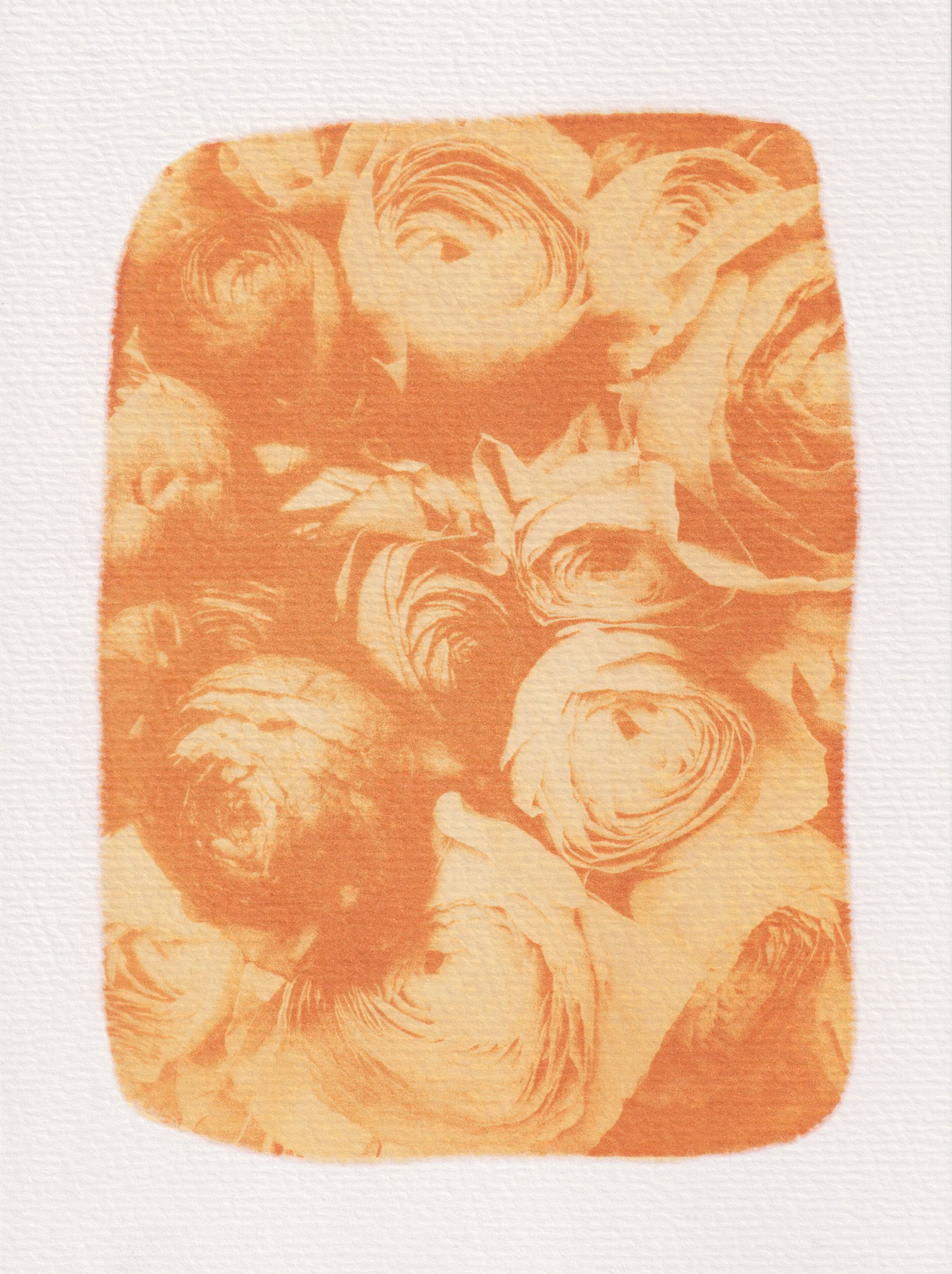 Roses Anthotype Digital Download Botanical Art Print Original Home ...