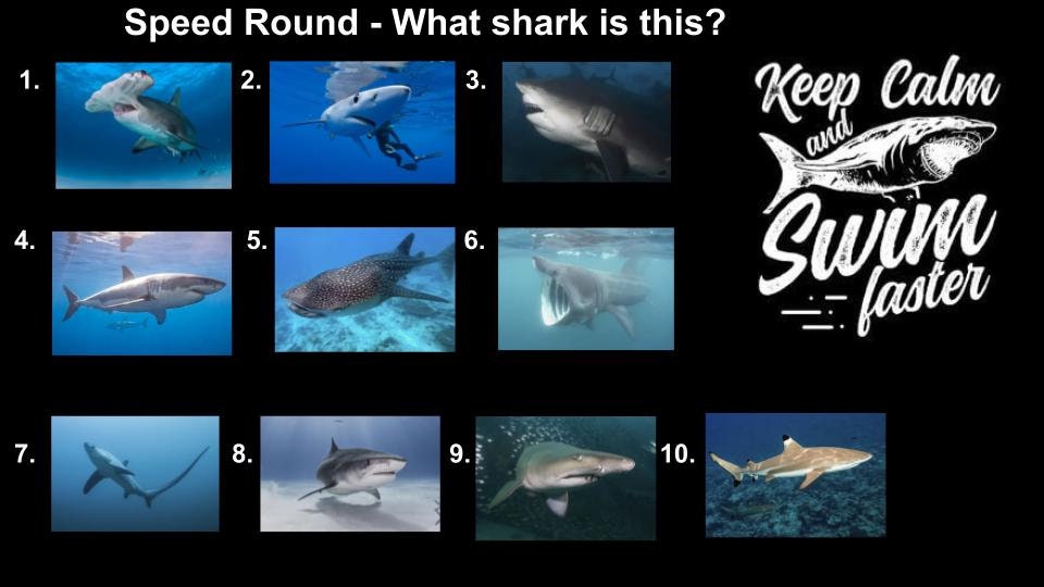 Shark Week Quizzo - Instant Download PDF File Includes Link to Google ...