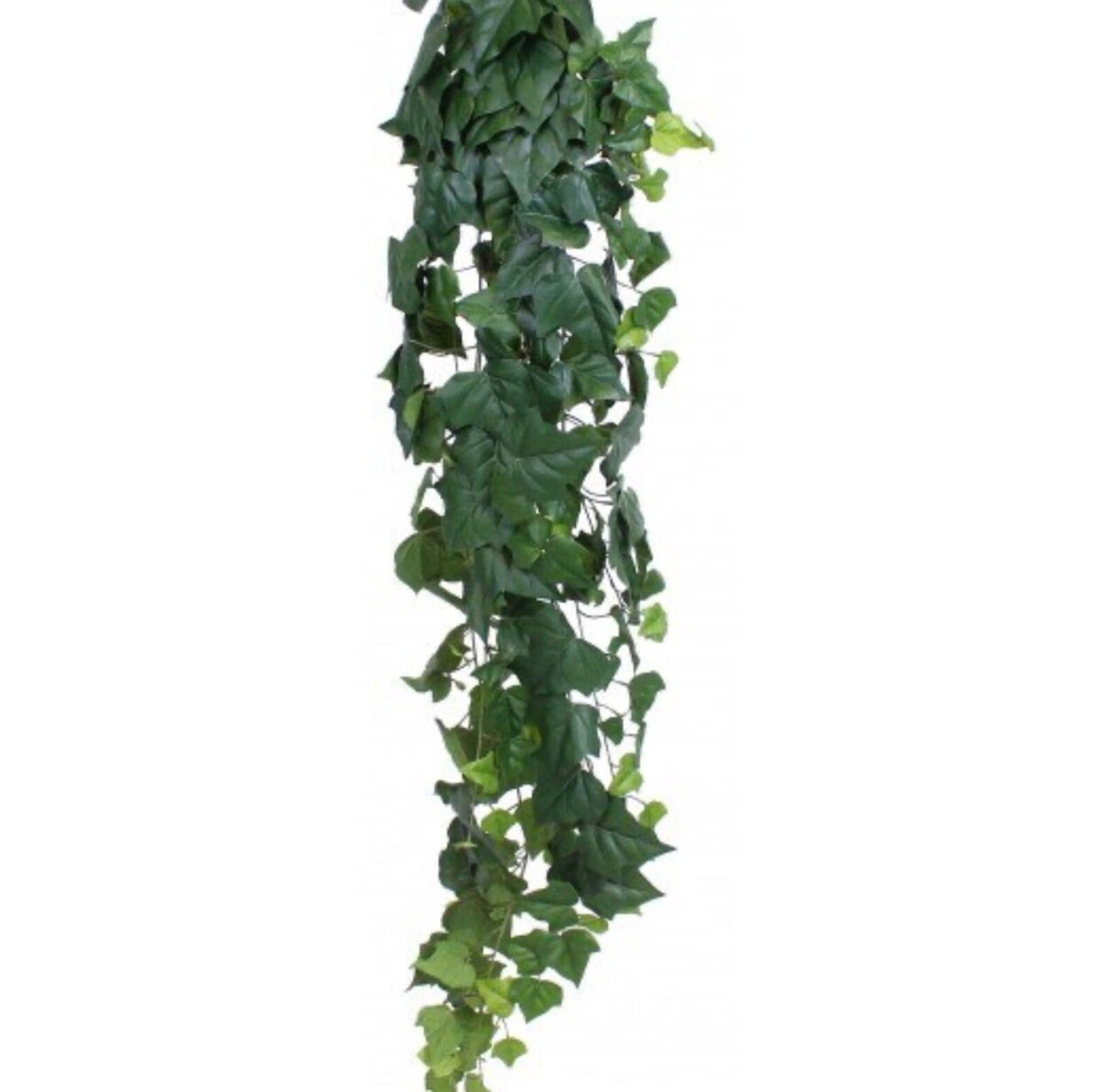 Hanging Preserved Ivy Green Climbing Hedera Helix Ivy Falling Ivy 70 ...