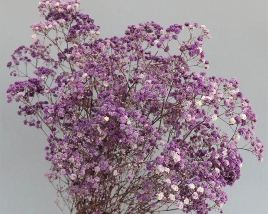 Baby Breath Preserved, Gypsophila Stabilizes Light Purple Baby Breath ...