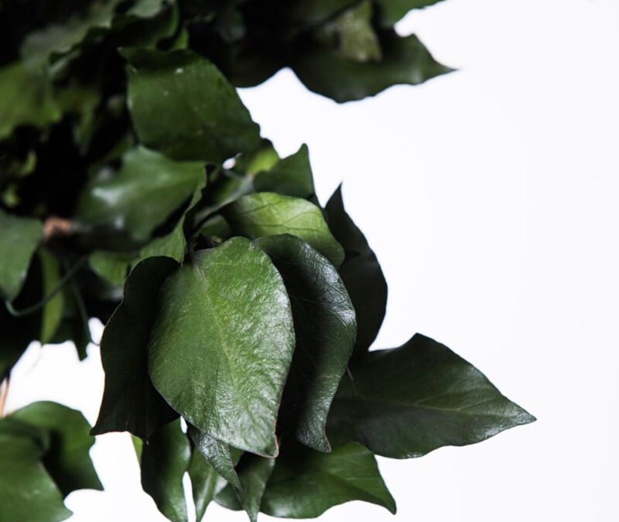 Hanging Preserved Ivy Green Climbing Hedera Helix Ivy Falling Ivy 70 ...