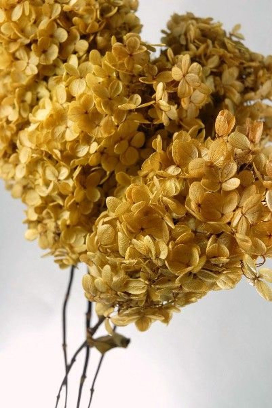 Preserved Golden Saffron Hydrangea Paniculata, Wedding Flower ...