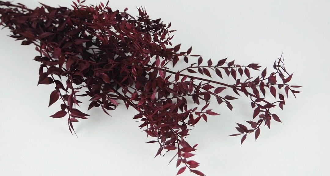 Italian Preserved Ruscus Bordeaux Red, Ruscus Stabilizes, Preserved ...