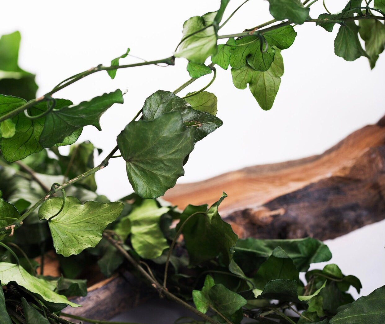 Hanging Preserved Ivy Green Climbing Hedera Helix Ivy Falling Ivy 70 ...