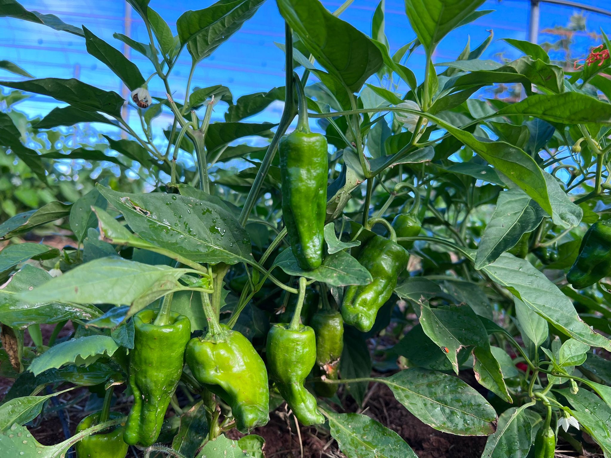 Padron Pepper 100% Español hydrated Seeds - Etsy