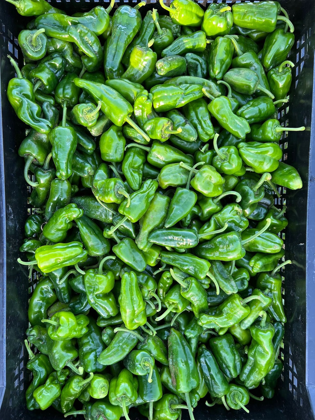 Padron Pepper 100% Español (hydrated Seeds) - Etsy