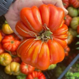 Gajilete Tomato (the Most Productive of Heirlooms) - Etsy