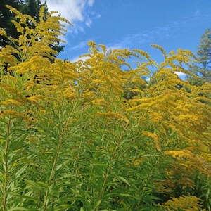 Cascade Goldenrod (solidago Elongata) Seed Packet - Etsy