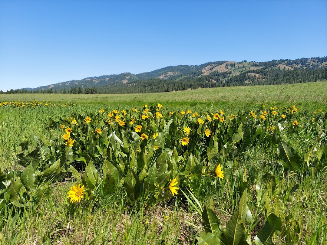 Northern Mule's Ears wyethia Amplexicaulis Seed Packet - Etsy