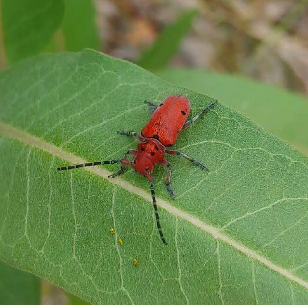 Showy Milkweed asclepias Speciosa Seed Packet - Etsy
