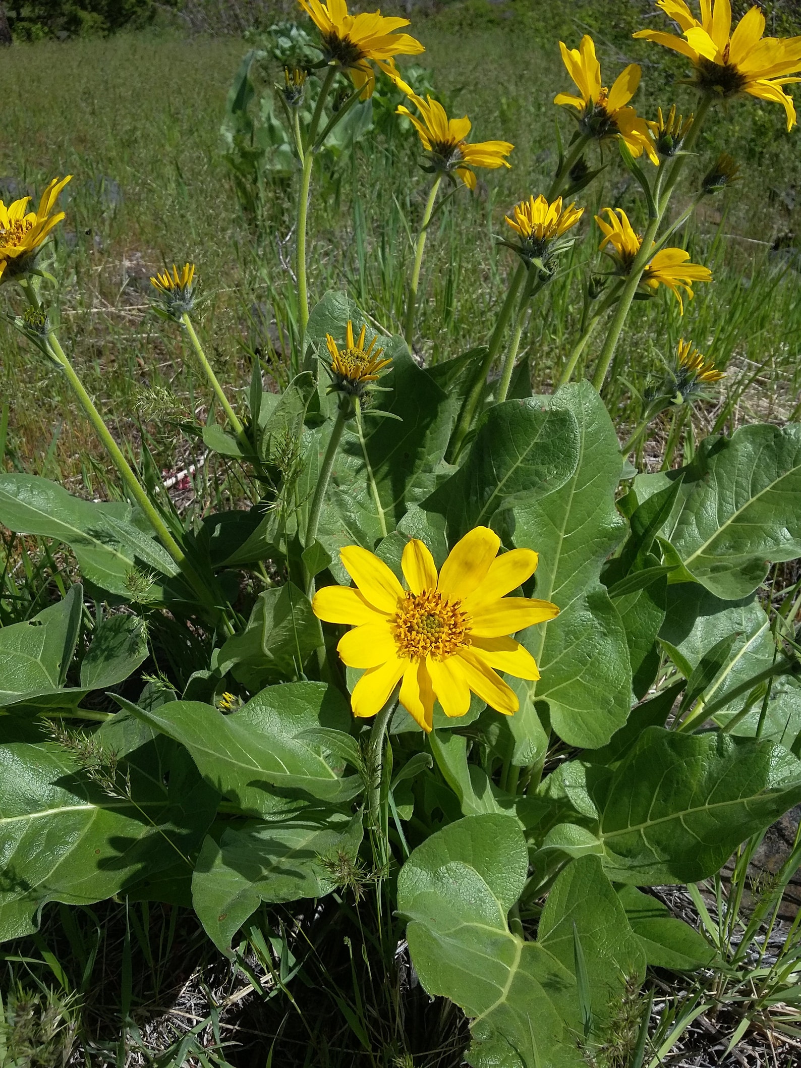 Arrowleaf Balsamroot balsamorhiza Sagittata Seed Packet - Etsy