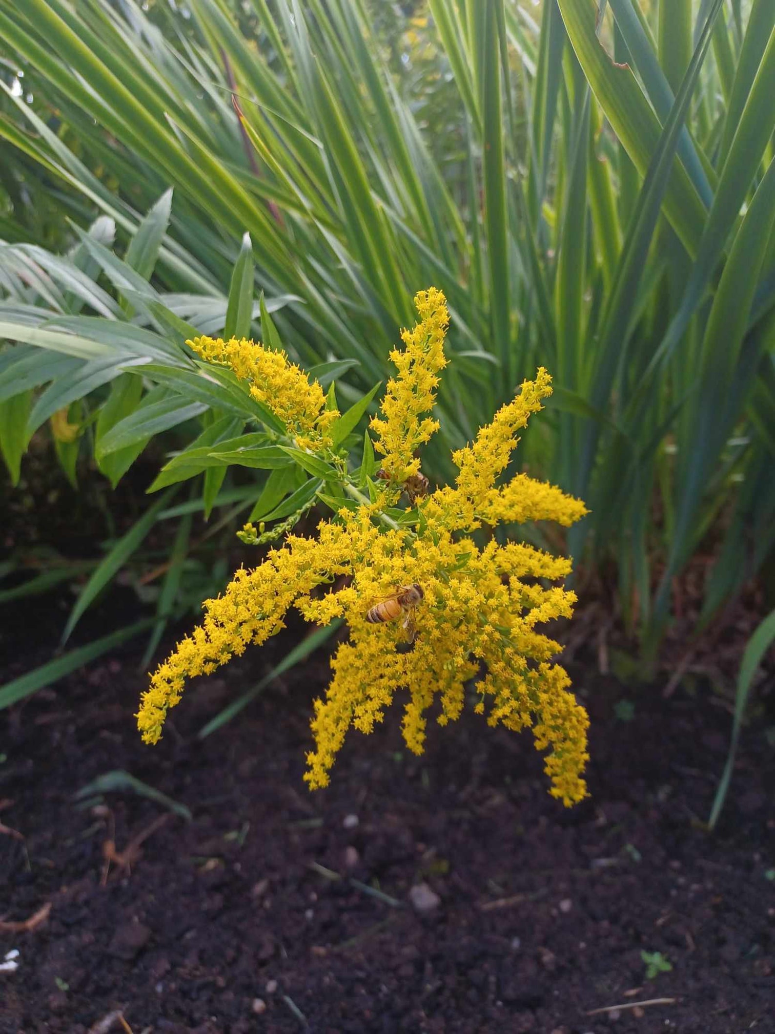 Cascade Goldenrod (solidago Elongata) Seed Packet - Etsy