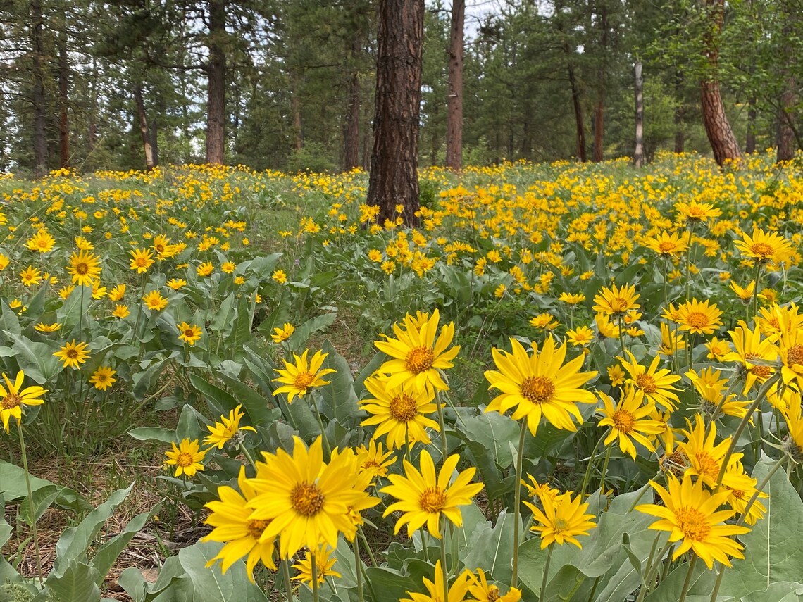 Arrowleaf Balsamroot (balsamorhiza Sagittata) Seed Packet - Etsy