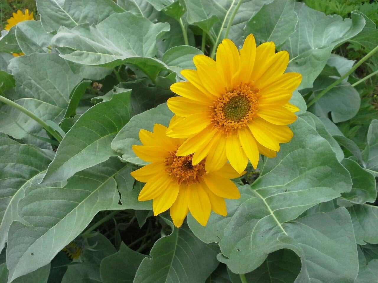 Arrowleaf Balsamroot balsamorhiza Sagittata Seed Packet - Etsy