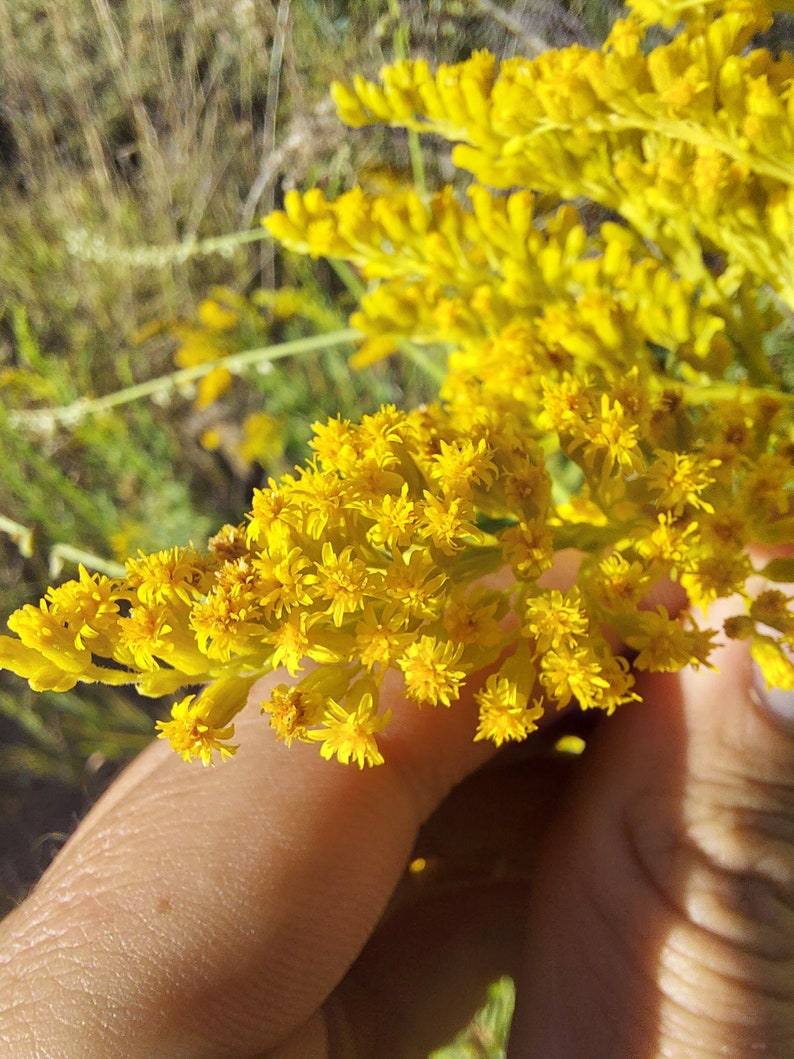 Cascade Goldenrod (solidago Elongata) Seed Packet - Etsy