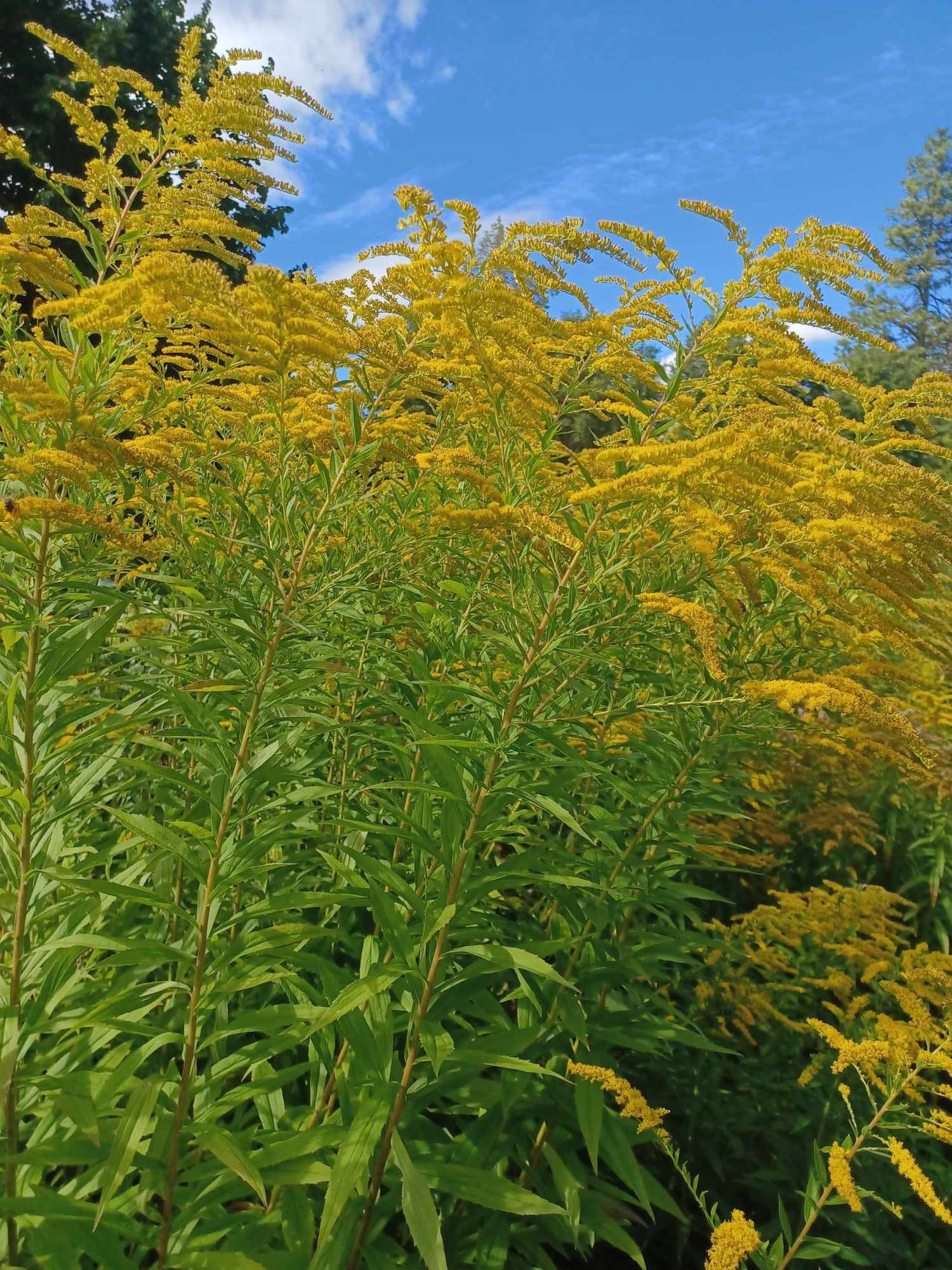 Cascade Goldenrod (solidago Elongata) Seed Packet - Etsy