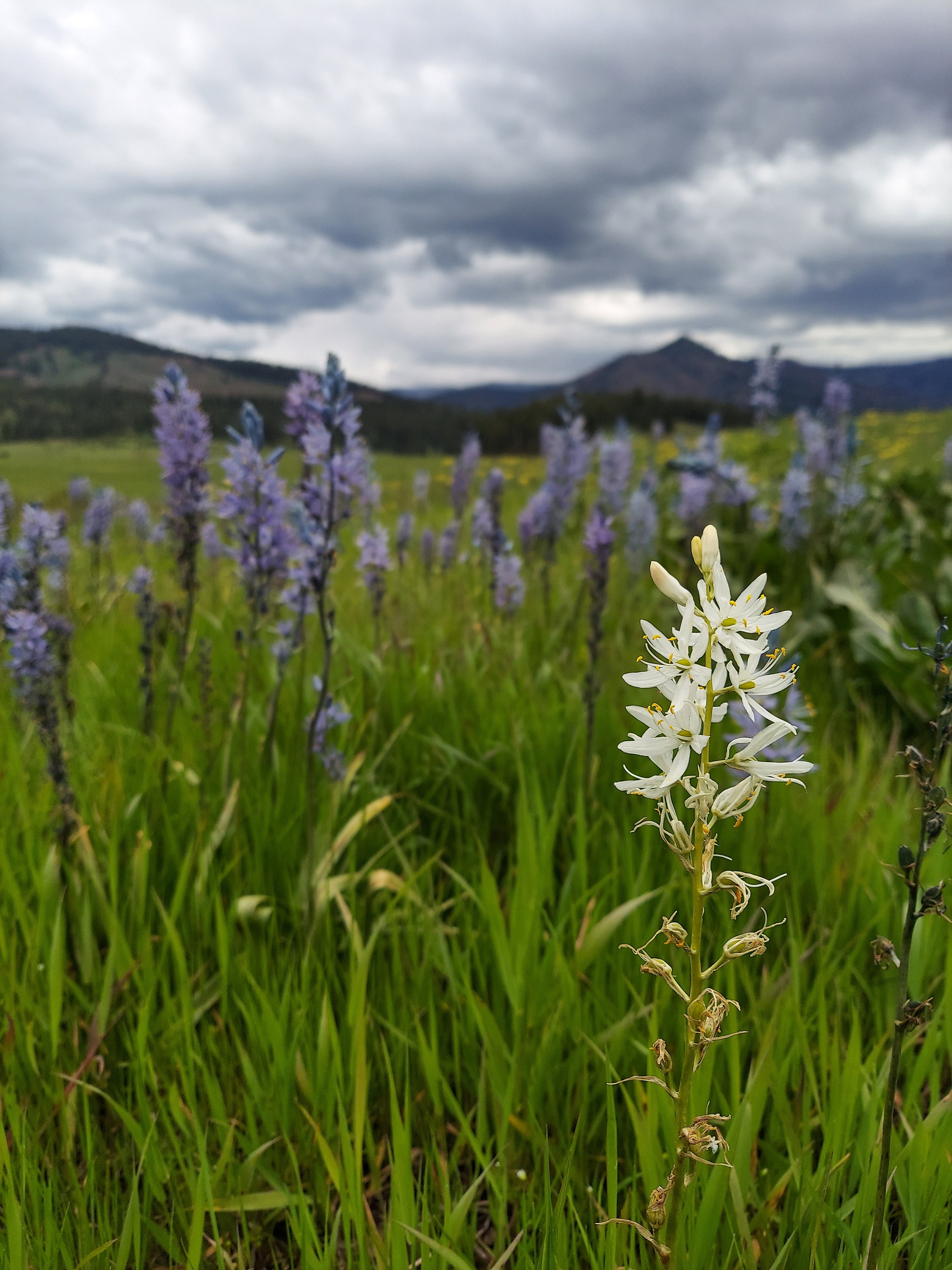 Common Camas (camassia Quamash) Seed Packet - Etsy