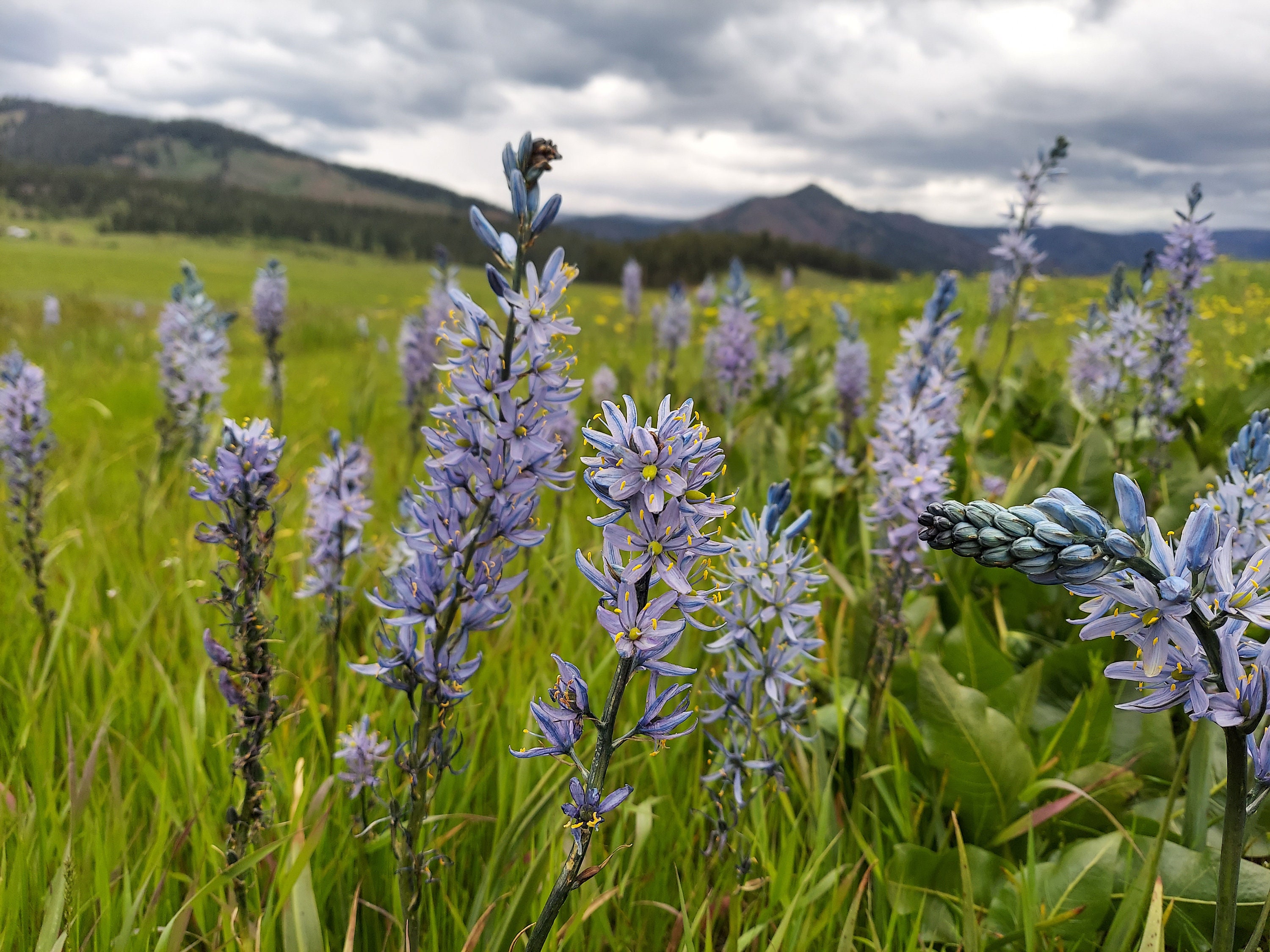 Common Camas (camassia Quamash) Seed Packet - Etsy