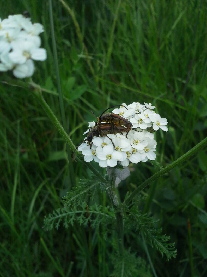 Western Yarrow achillea Millefolium Seed Packet - Etsy