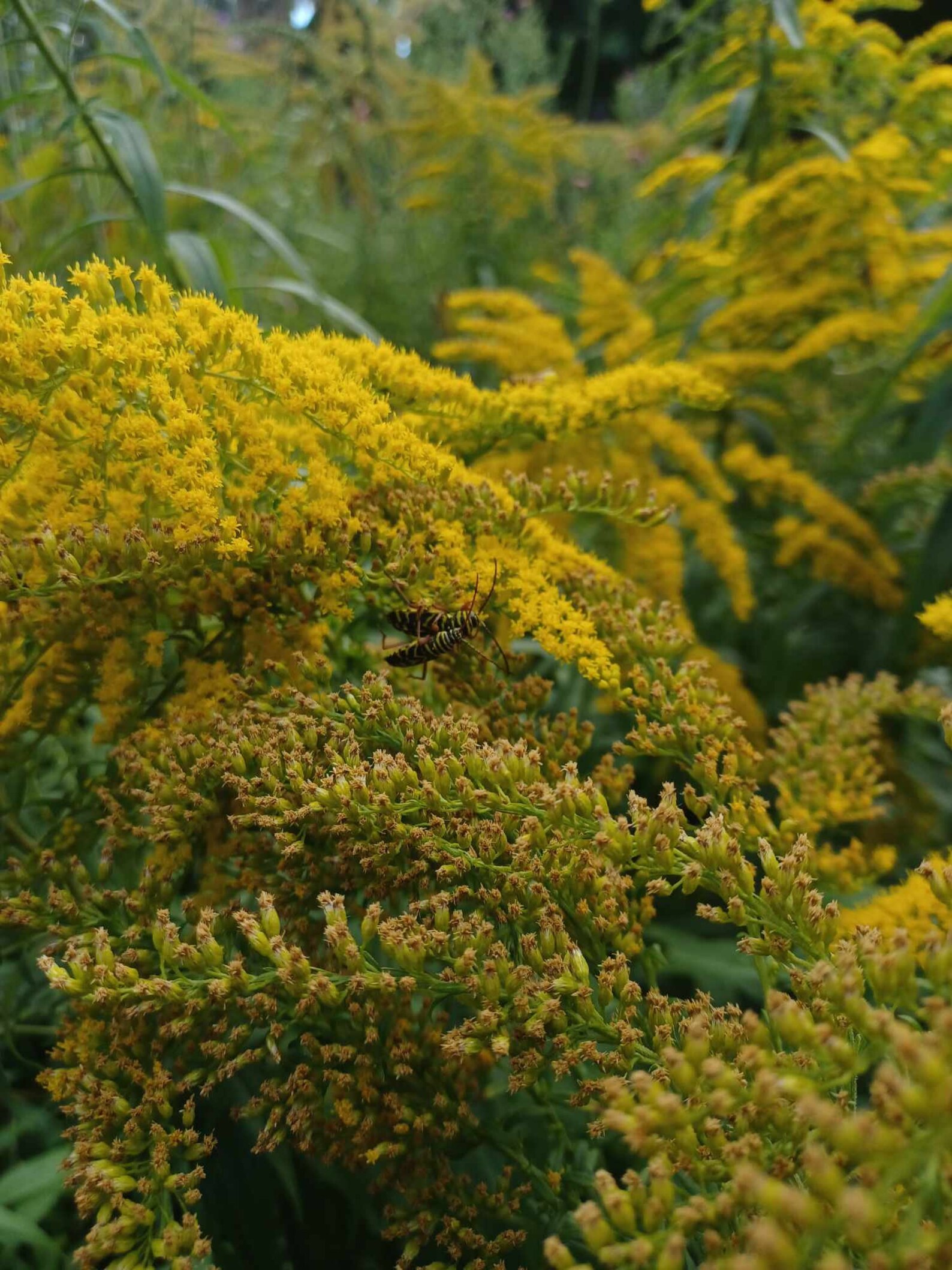 Cascade Goldenrod (solidago Elongata) Seed Packet - Etsy