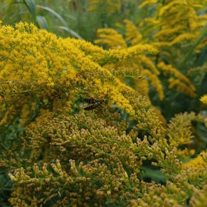 Cascade Goldenrod (solidago Elongata) Seed Packet - Etsy