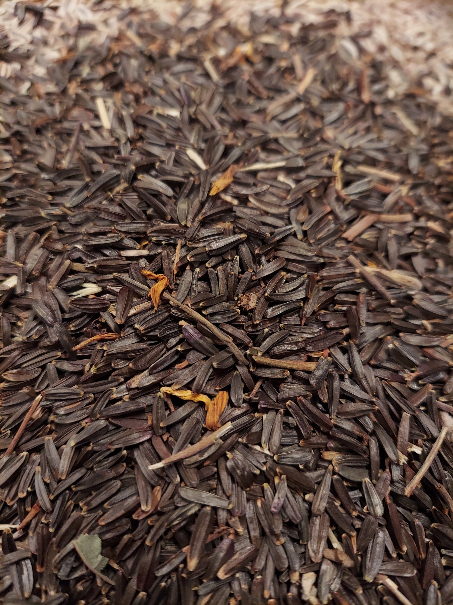 Arrowleaf Balsamroot (balsamorhiza Sagittata) Seed Packet - Etsy