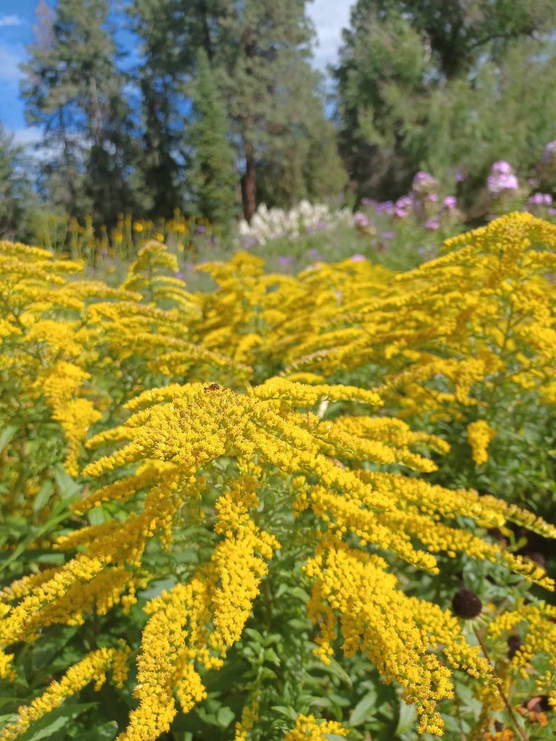 Cascade Goldenrod (solidago Elongata) Seed Packet - Etsy