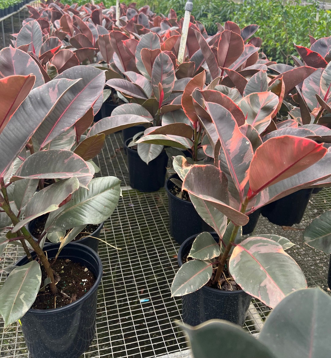 Ficus Elastica 'ruby' Ficus Elastica Tineke Ruby, 1 Gal - Etsy