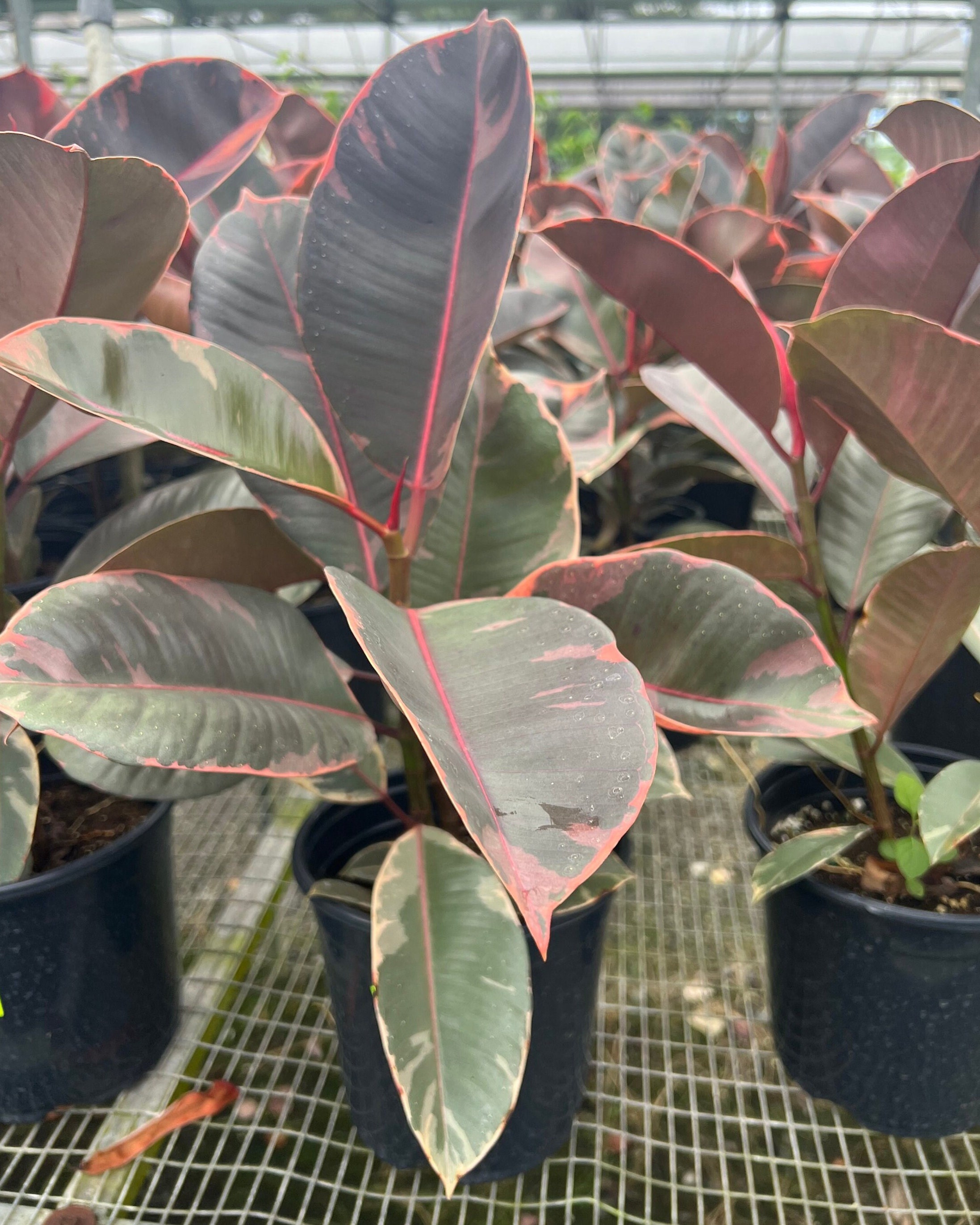 Ficus Elastica 'ruby' Ficus Elastica Tineke Ruby, 1 Gal - Etsy