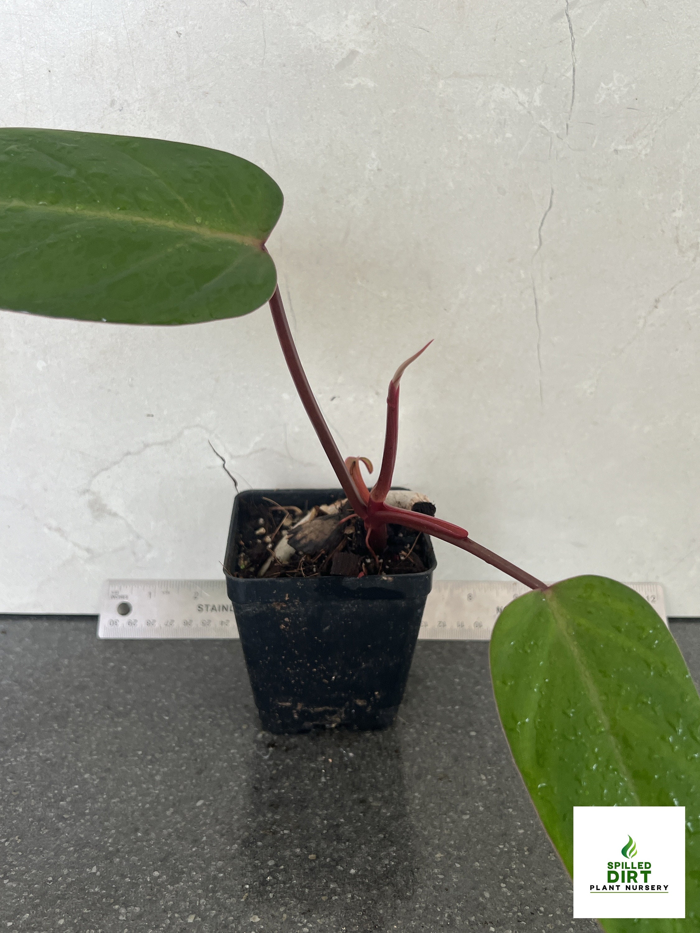 Blushing Philodendron or Red Leaf Philodendron - Etsy