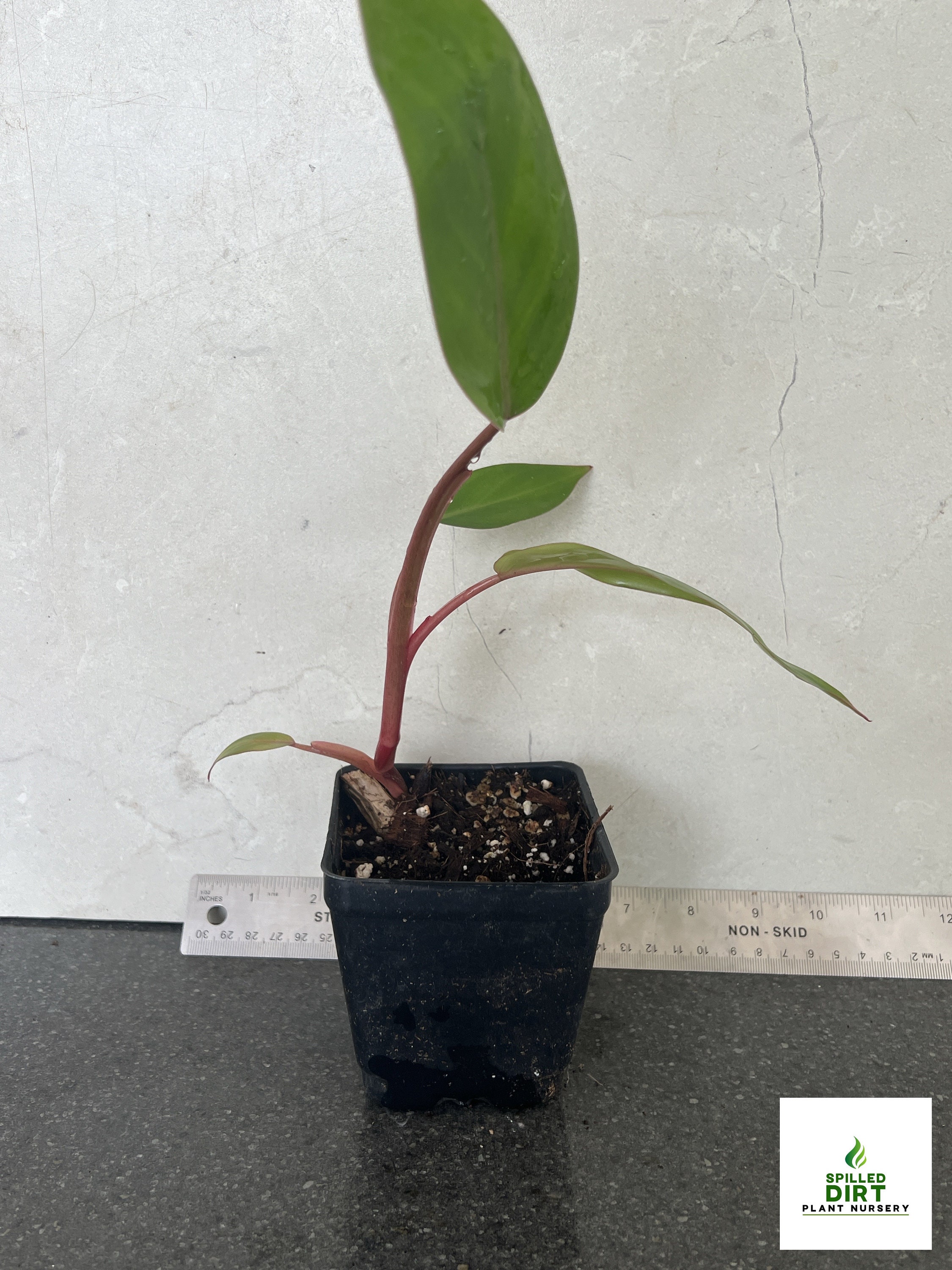 Blushing Philodendron or Red Leaf Philodendron - Etsy