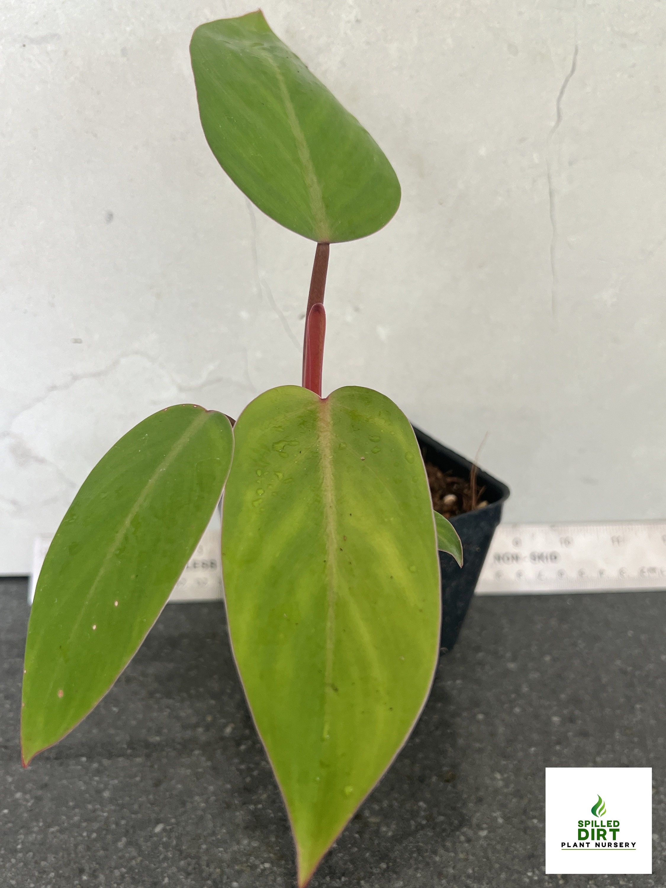 Blushing Philodendron or Red Leaf Philodendron - Etsy