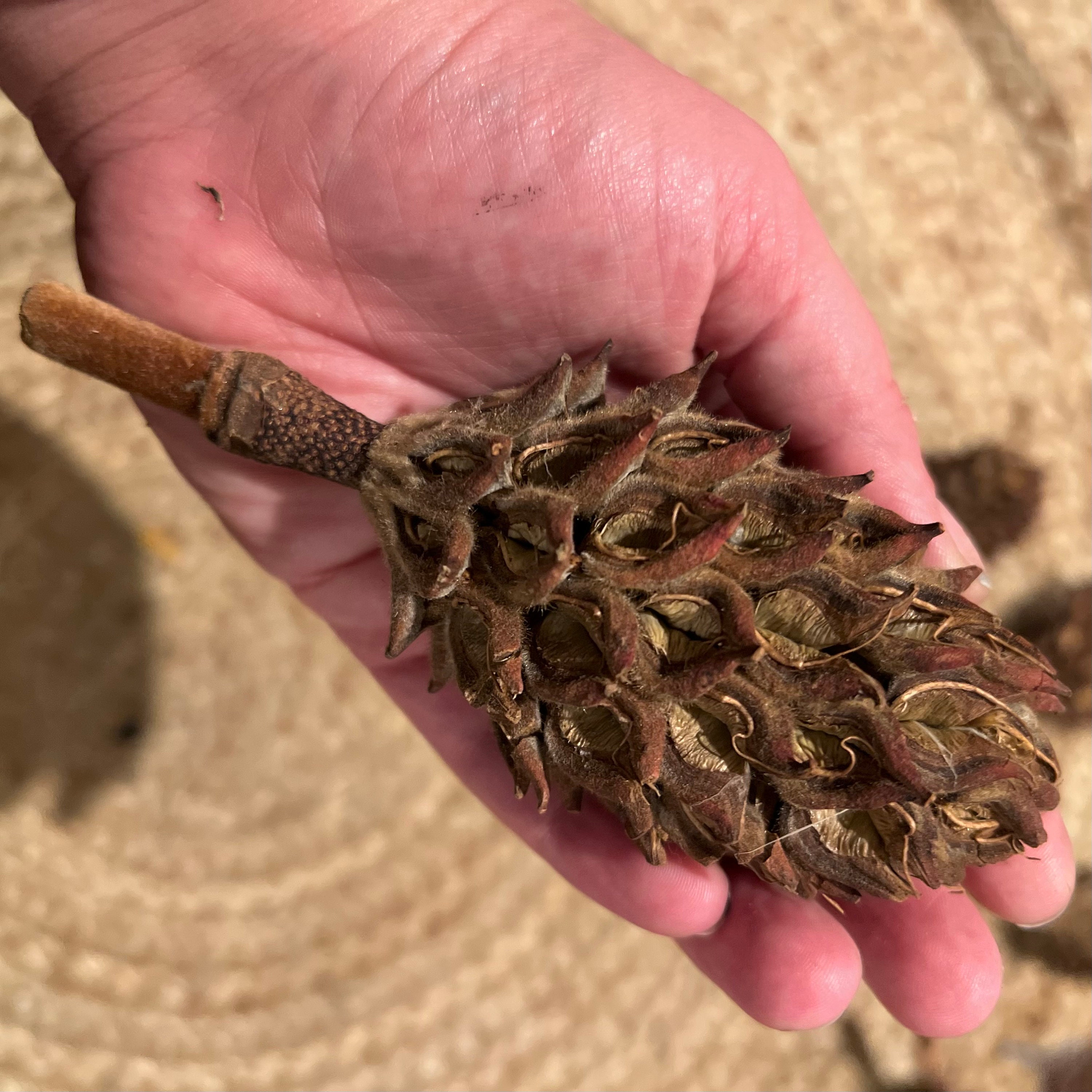 Five Hand Picked Magnolia Seed Pods - Dried 6x Dried - Etsy