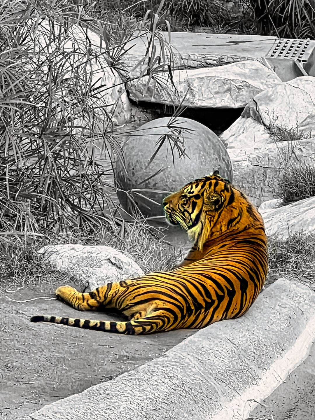 Tiger - Digital Download - Etsy