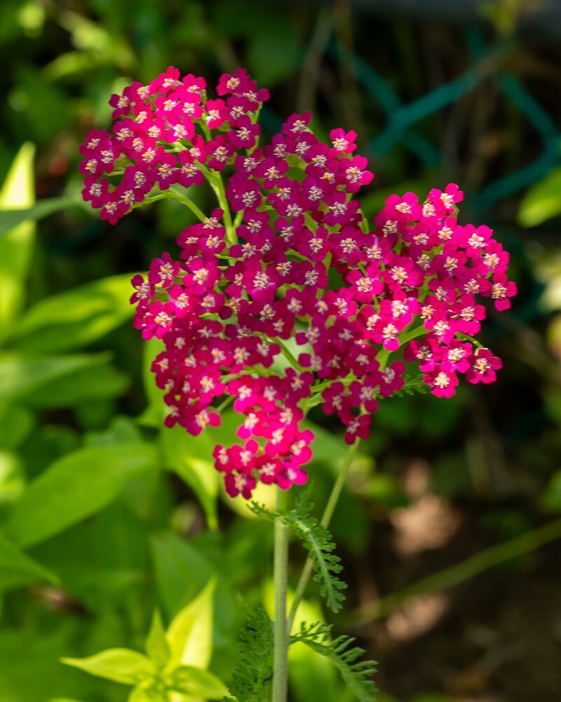 Tall Yarrow. - Etsy