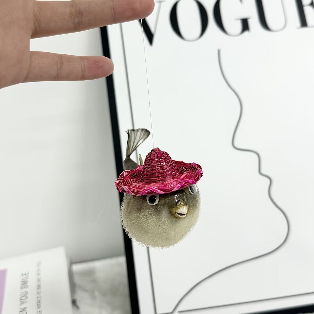 Funny Ornament Taxidermy Pufferfish With Hat Puffer Fish Can Be Hung on ...