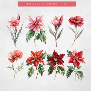 Christmas Flowers Clipart, Festive Poinsettias Illustrations, Holly and ...