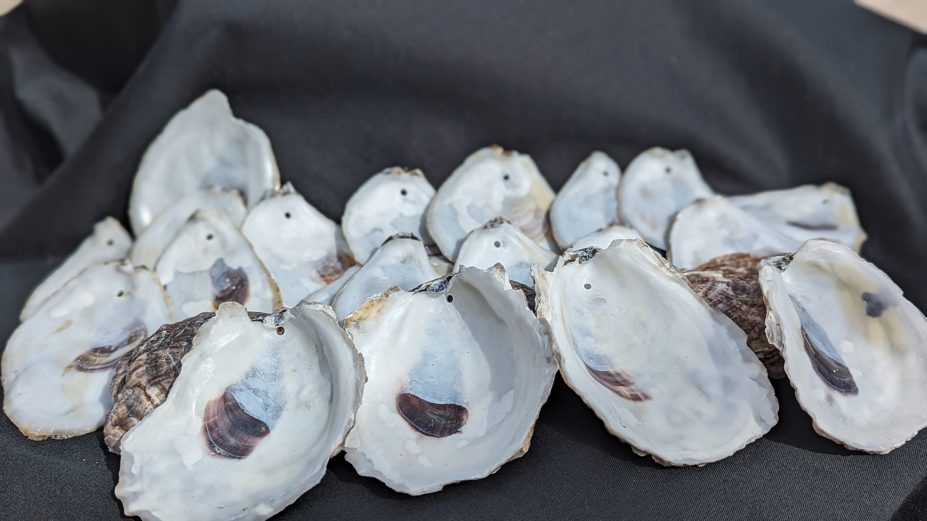 15 Extra Large Oyster Shells 4 to 5 Inches Cleaned and Cured Optional ...
