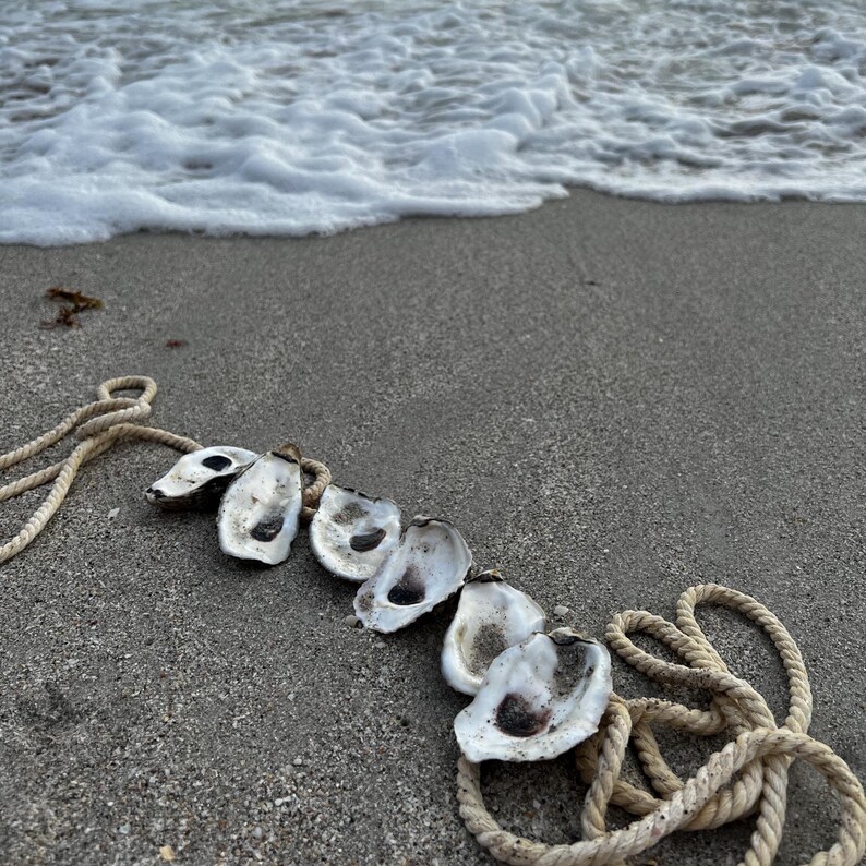 15 Extra Large Oyster Shells 4 to 5 Inches Cleaned and Cured Optional ...